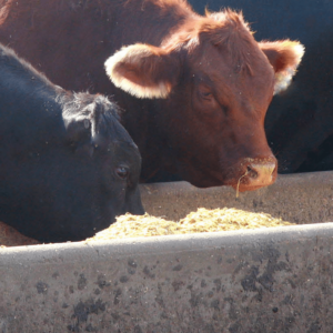 New Arrivals - Civilmart